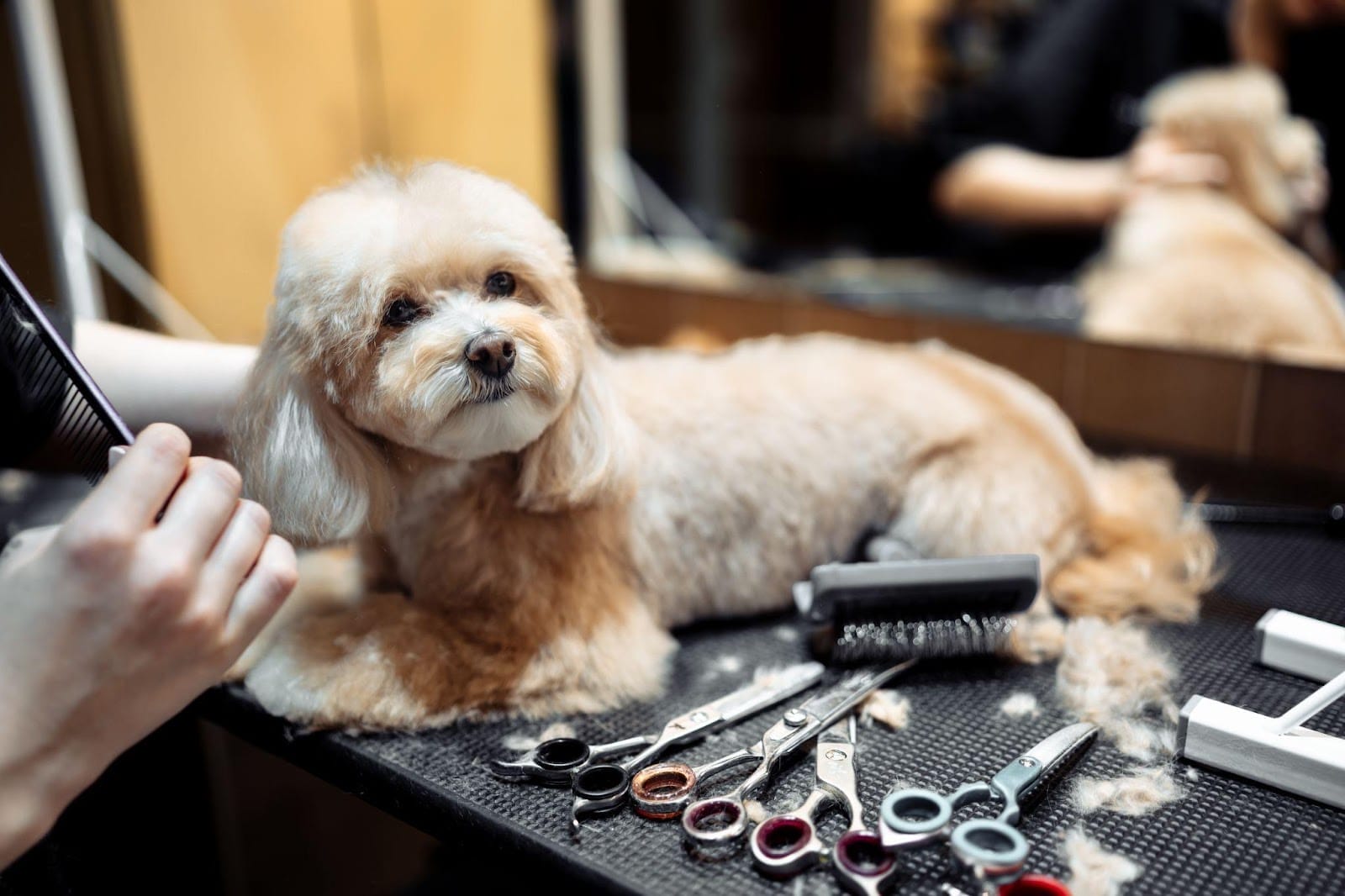 Finding the Right Dog Grooming Style at Hound HQ - The Hound HQ